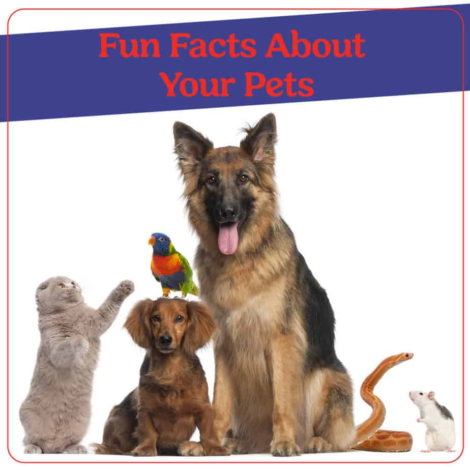 Pet Fun Facts Blog | Trusty Pet Supplies