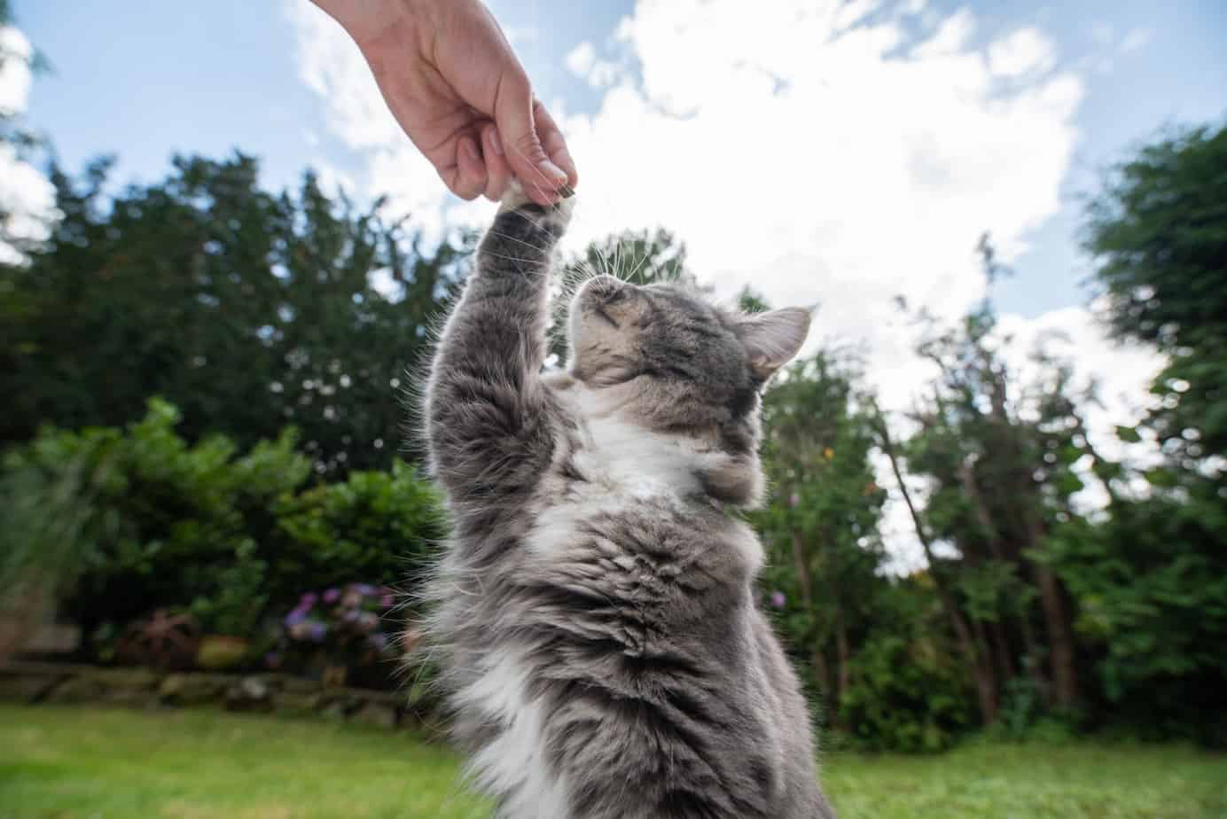 Cat | Trusty Pet Supplies
