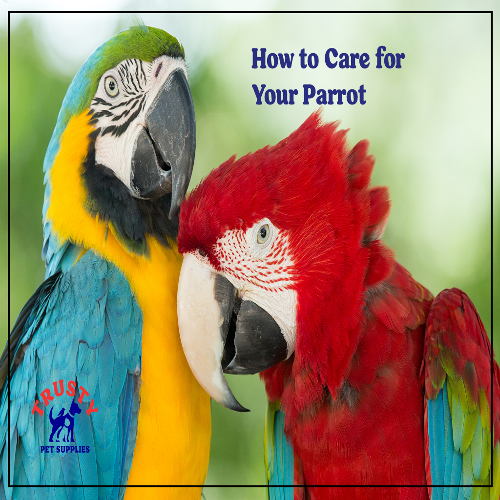 How to Care for Your Parrot 2 | Trusty Pet Supplies